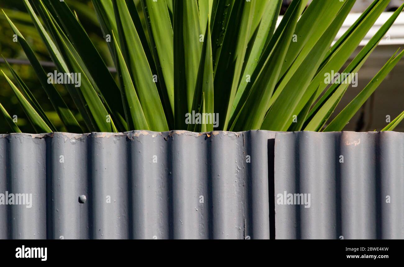 Leafy pattern of a spiky yucca plant Stock Photo - Alamy