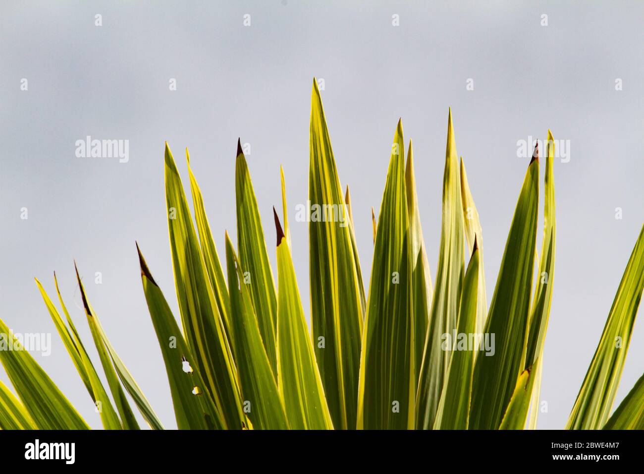 Yucca plant pot hi-res stock photography and images - Alamy