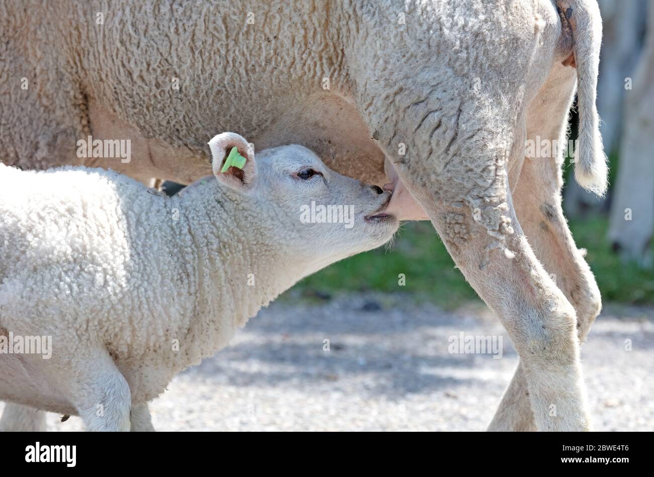 Little lamb drinking with its mom sheep Stock Photo - Alamy