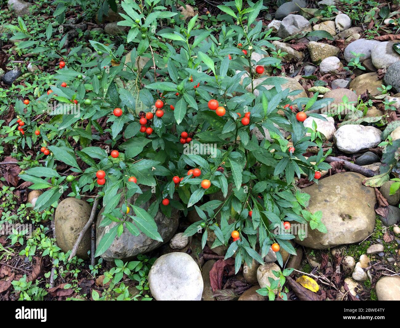 Solanum pseudocapsicum Jerusalem Cherry at the end of summer. Plant ...