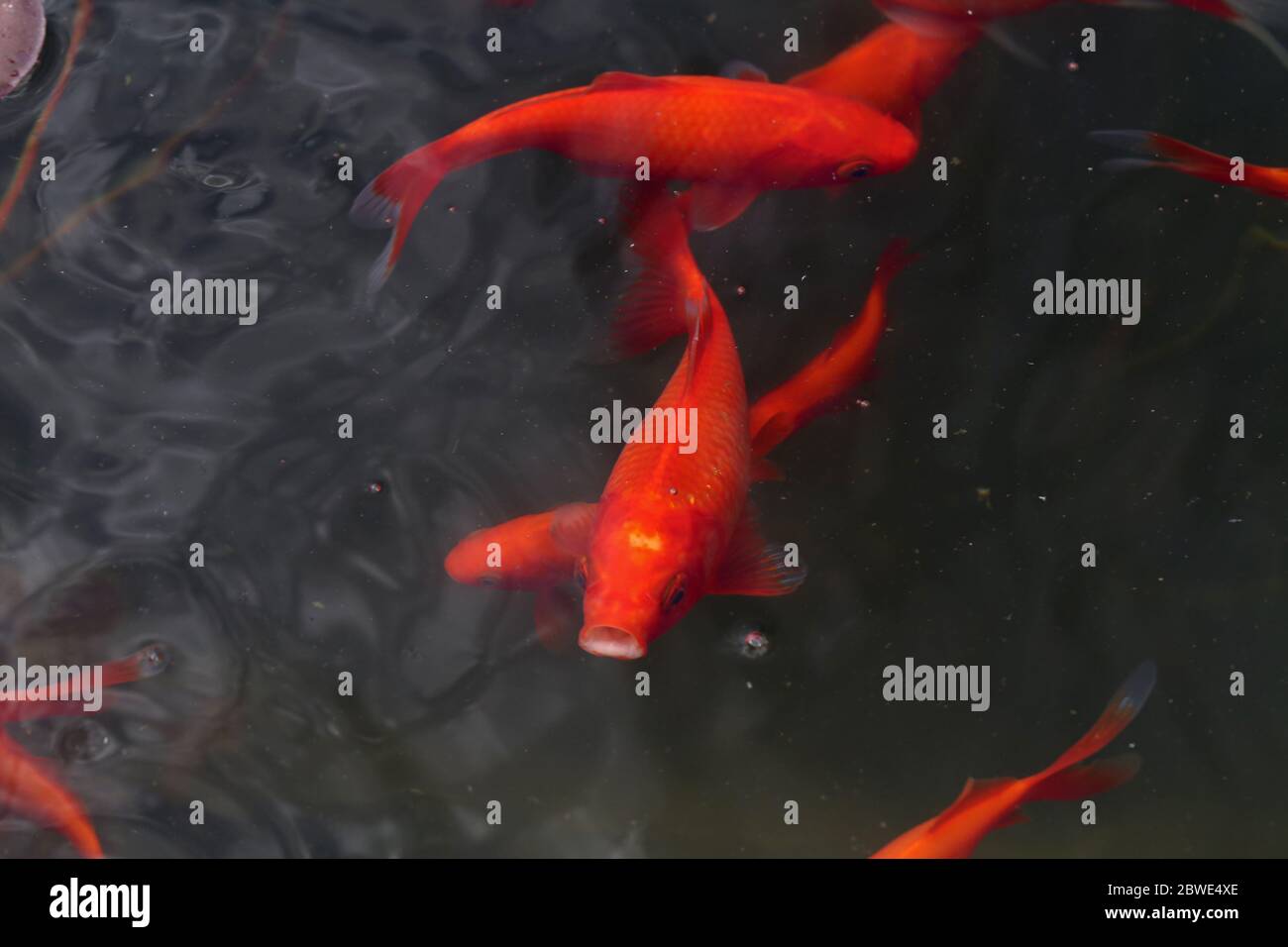 Beautiful goldfish swim in the garden pond Stock Photo - Alamy