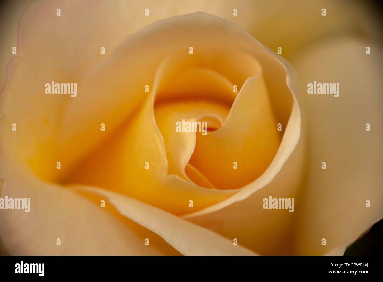 Big white rose hi-res stock photography and images - Alamy