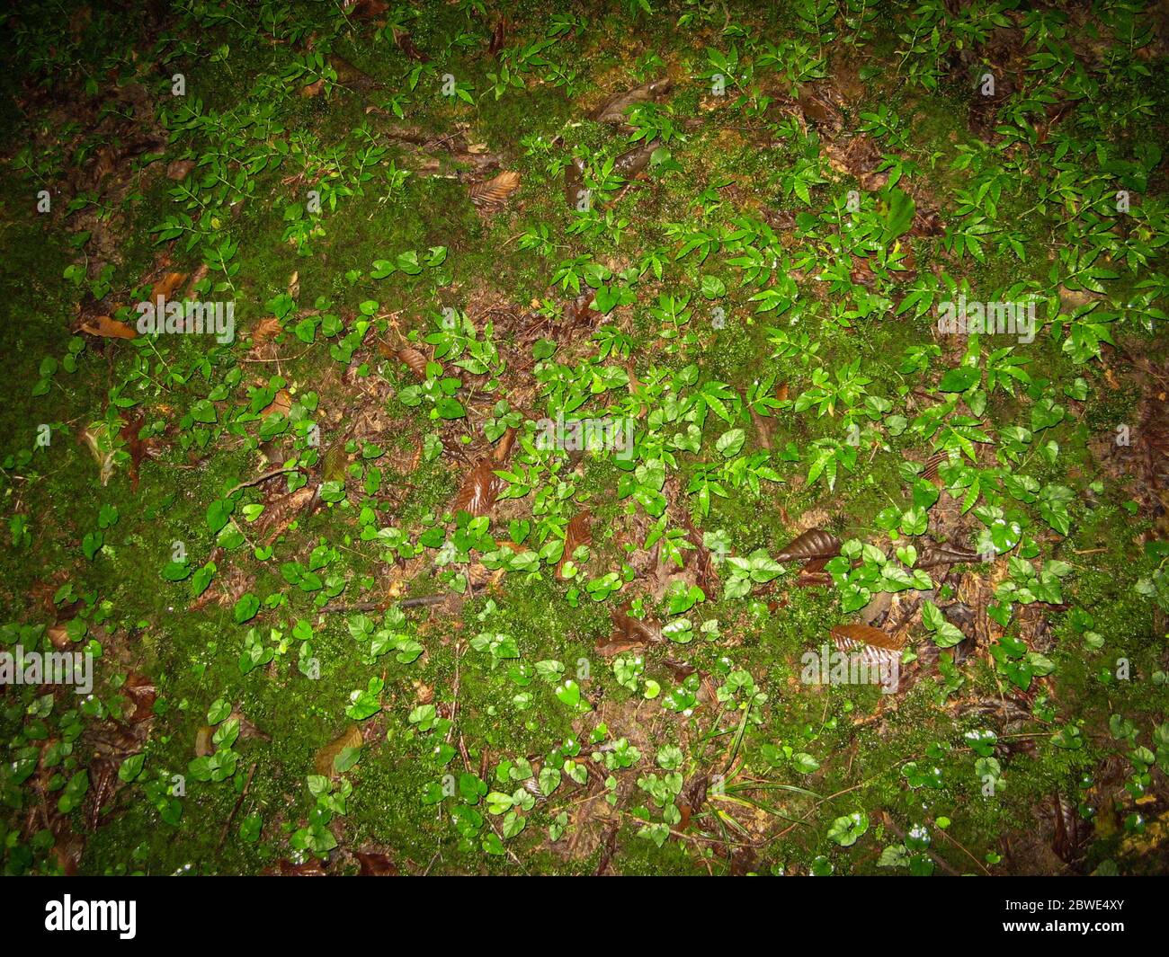 Mosses and buds of the tree in the forest floor. Forest floor. Close up ...