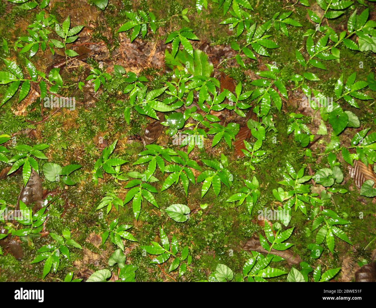 Mosses and buds of the tree in the forest floor. Forest floor. Close up ...