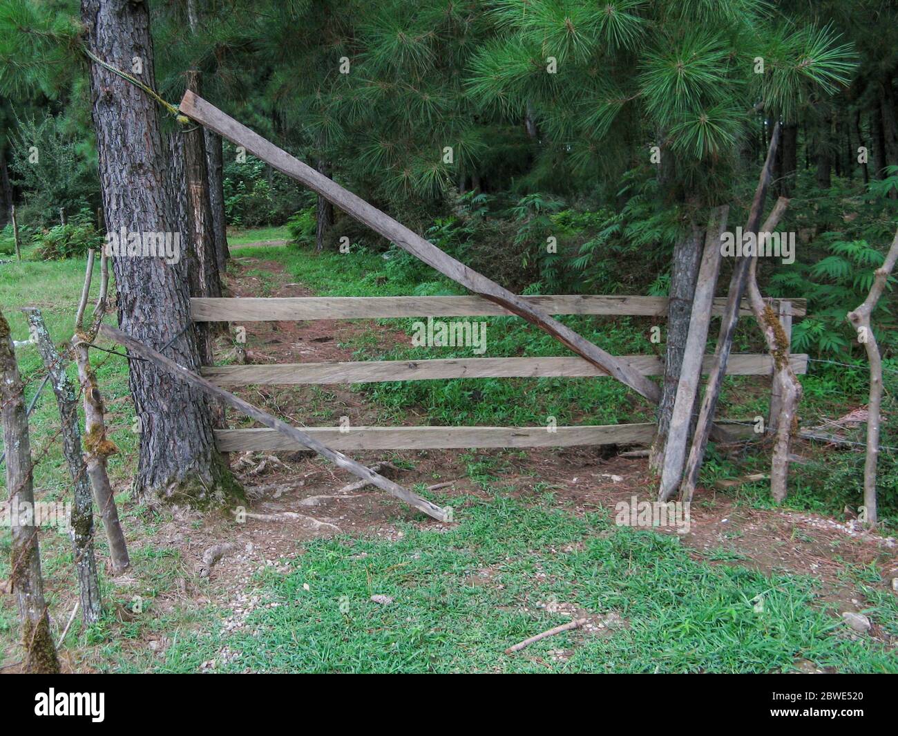The entrance wooden gate on a forest road. Entrance Gate to Pine Forest ...