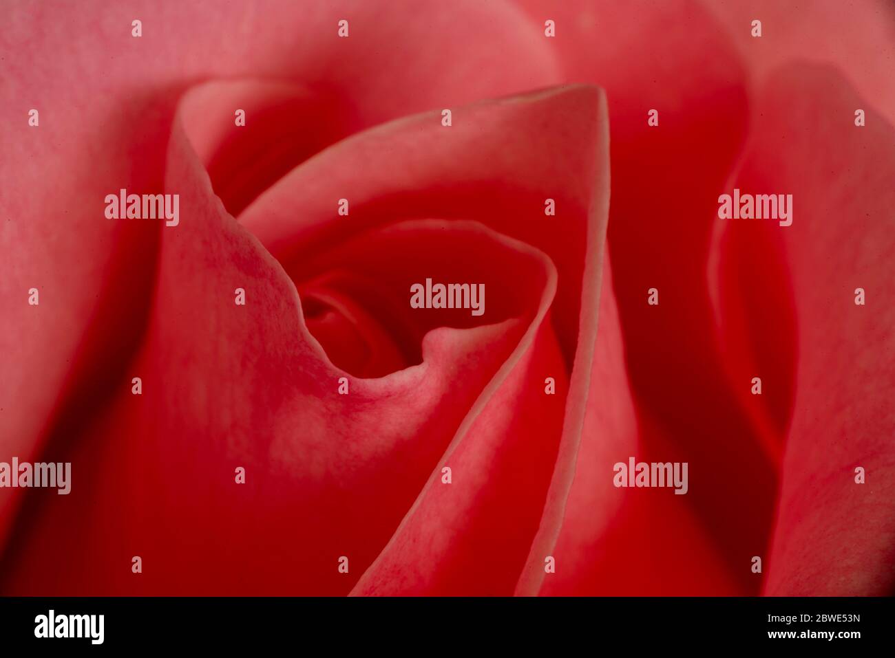 Big red rose hi-res stock photography and images - Alamy