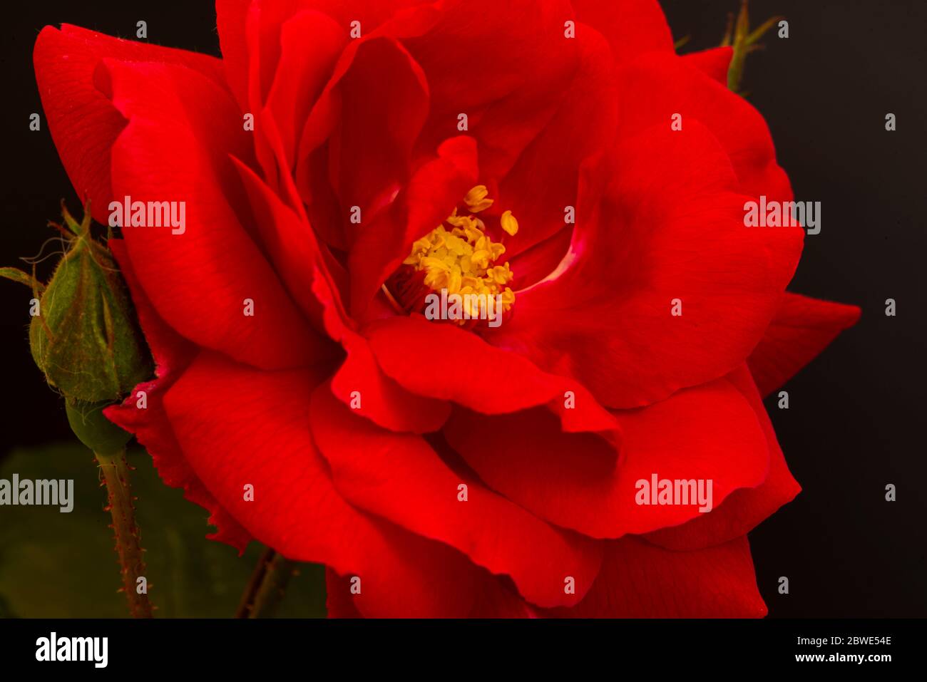 Big red rose hi-res stock photography and images - Alamy