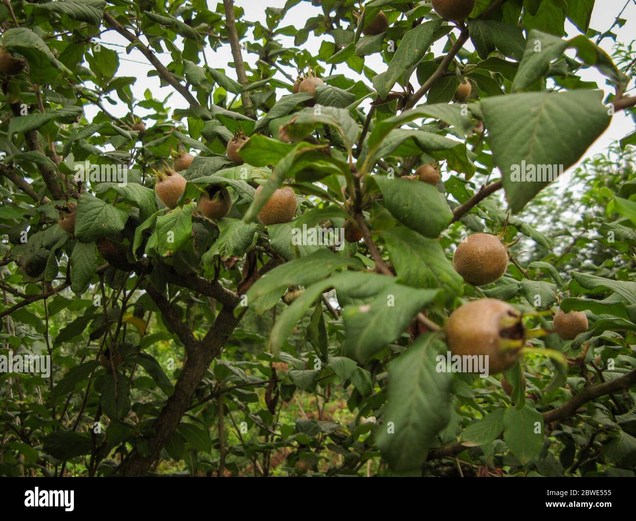 Branch with fresh ripe medlar or Mespilus germanica fruits in jungle ...