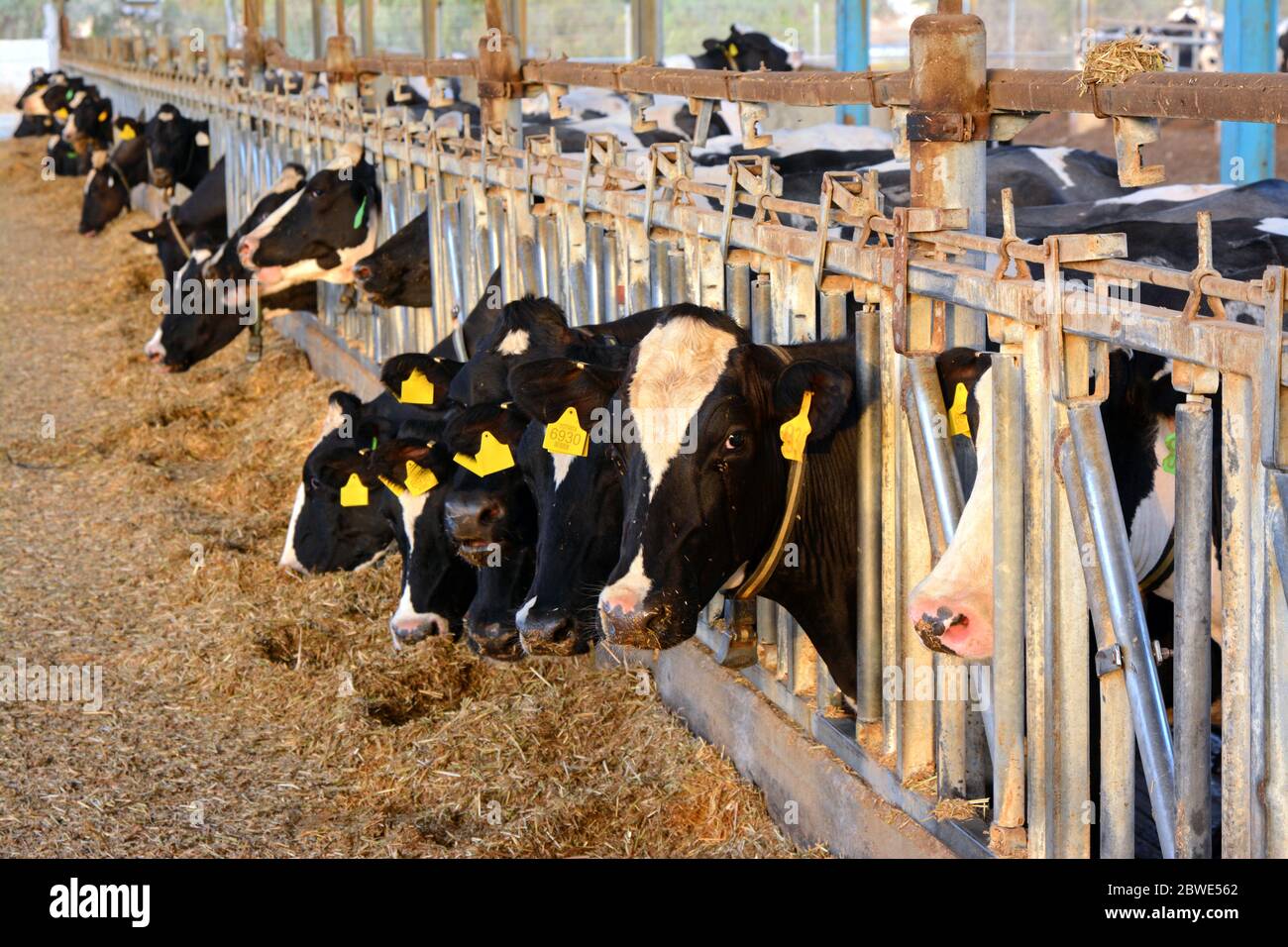 Cows in a cowshed of a dairy farm Stock Photo - Alamy