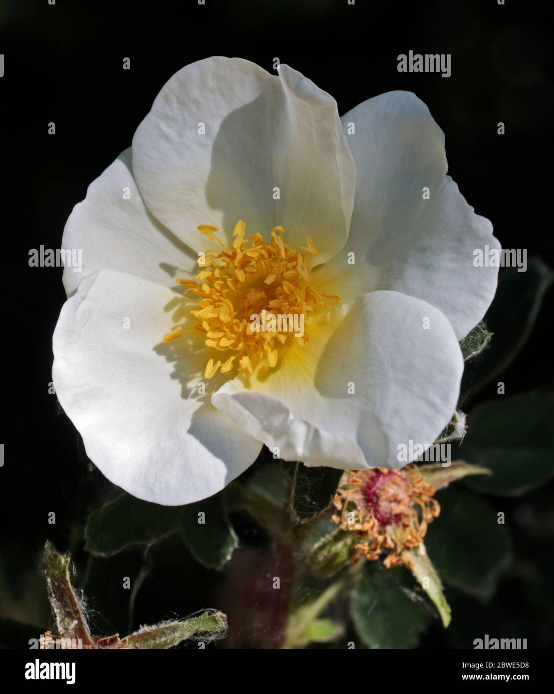 White Dog Rose (rosa canina Stock Photo - Alamy
