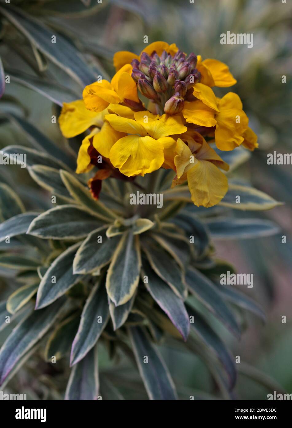 Erysimum Walberton's Fragrant Star Stock Photo - Alamy