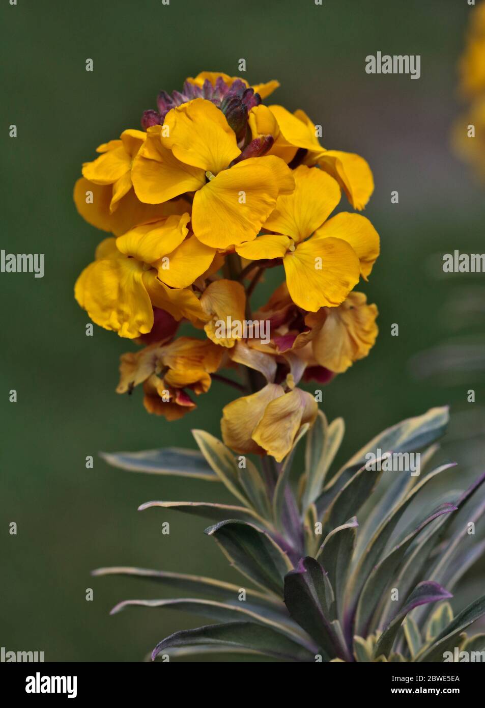 Erysimum Walberton's Fragrant Star Stock Photo - Alamy