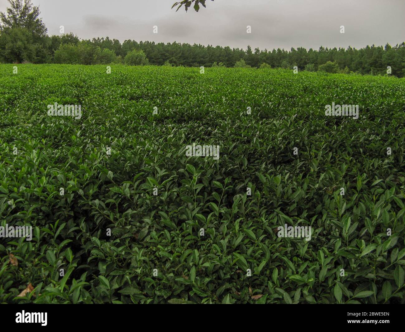Green tea plantation in gilan Iran. Beautiful tea field with cloudy sky ...