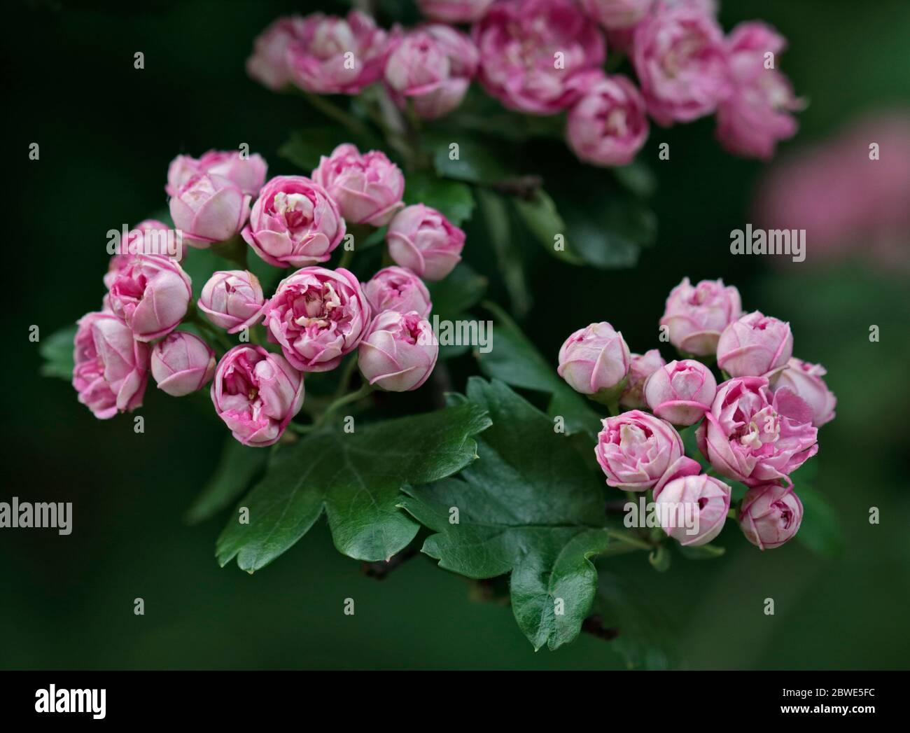 English hawthorn hi-res stock photography and images - Alamy