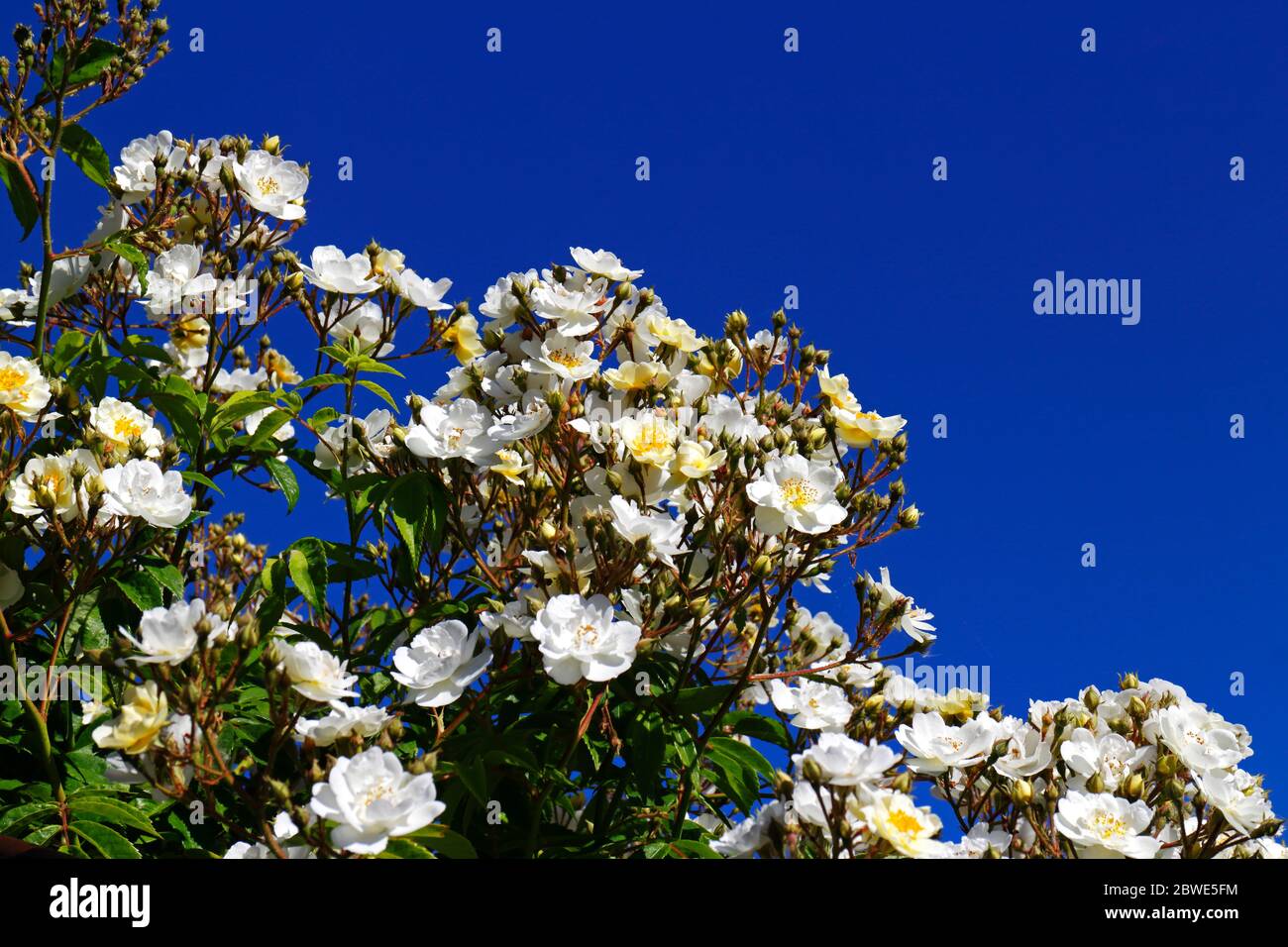 A Rambling Rector Rose, Rosa Rambling Rector, flowering on an arch ...