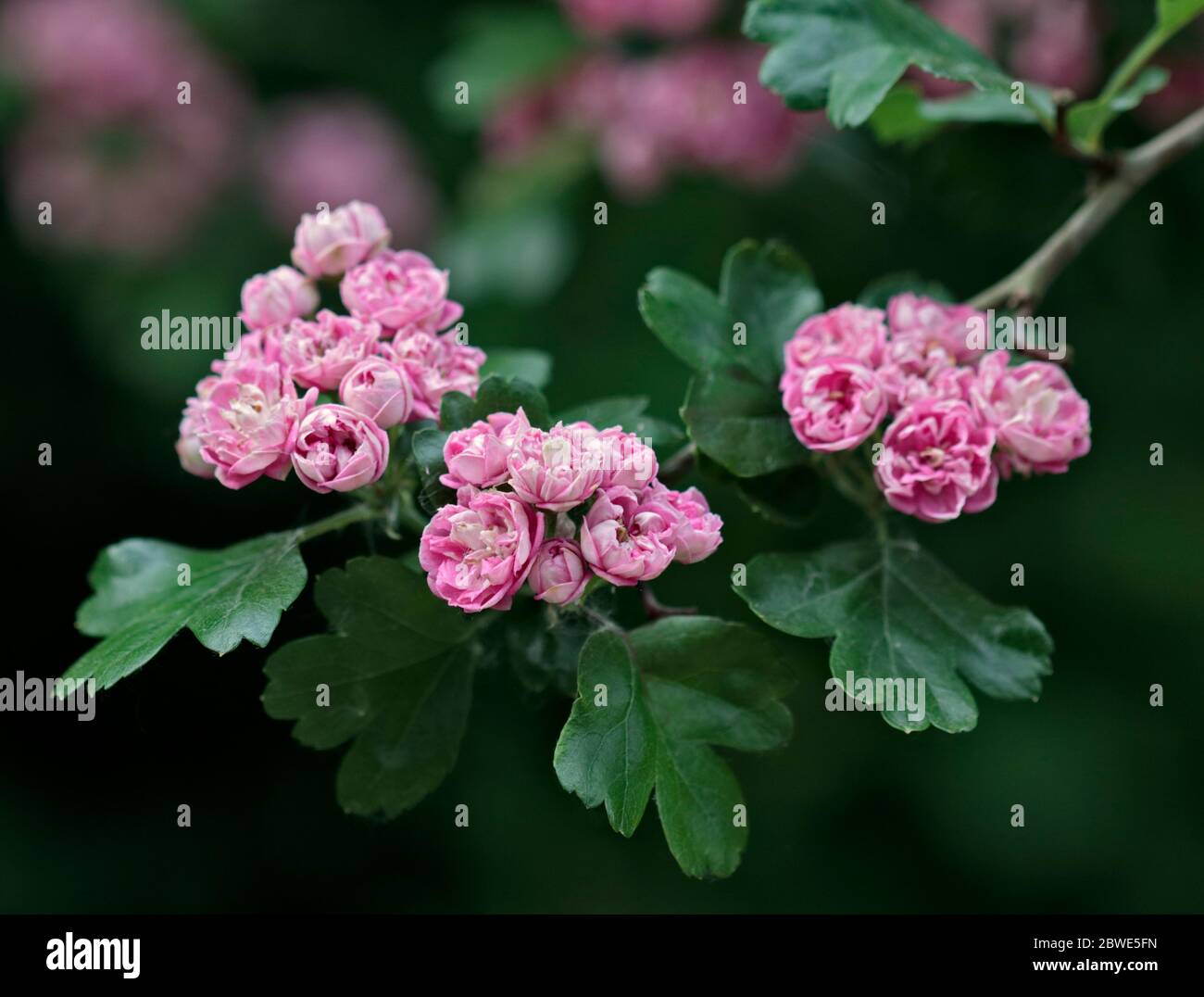 English hawthorn hi-res stock photography and images - Alamy