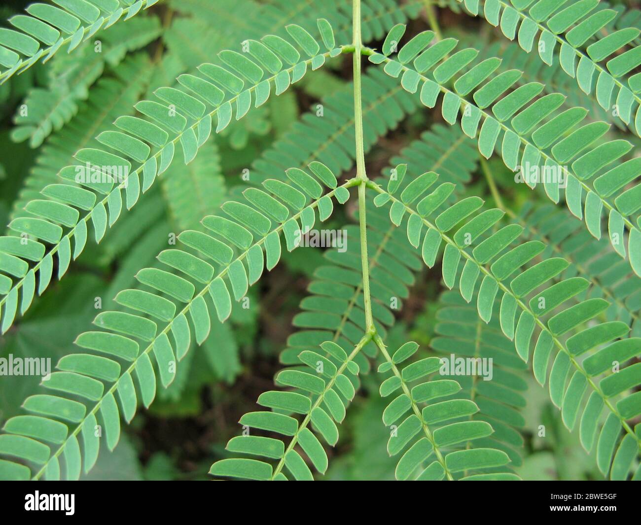 Gleditsia tree branch close up. Green gleditsia leaves at summer ...