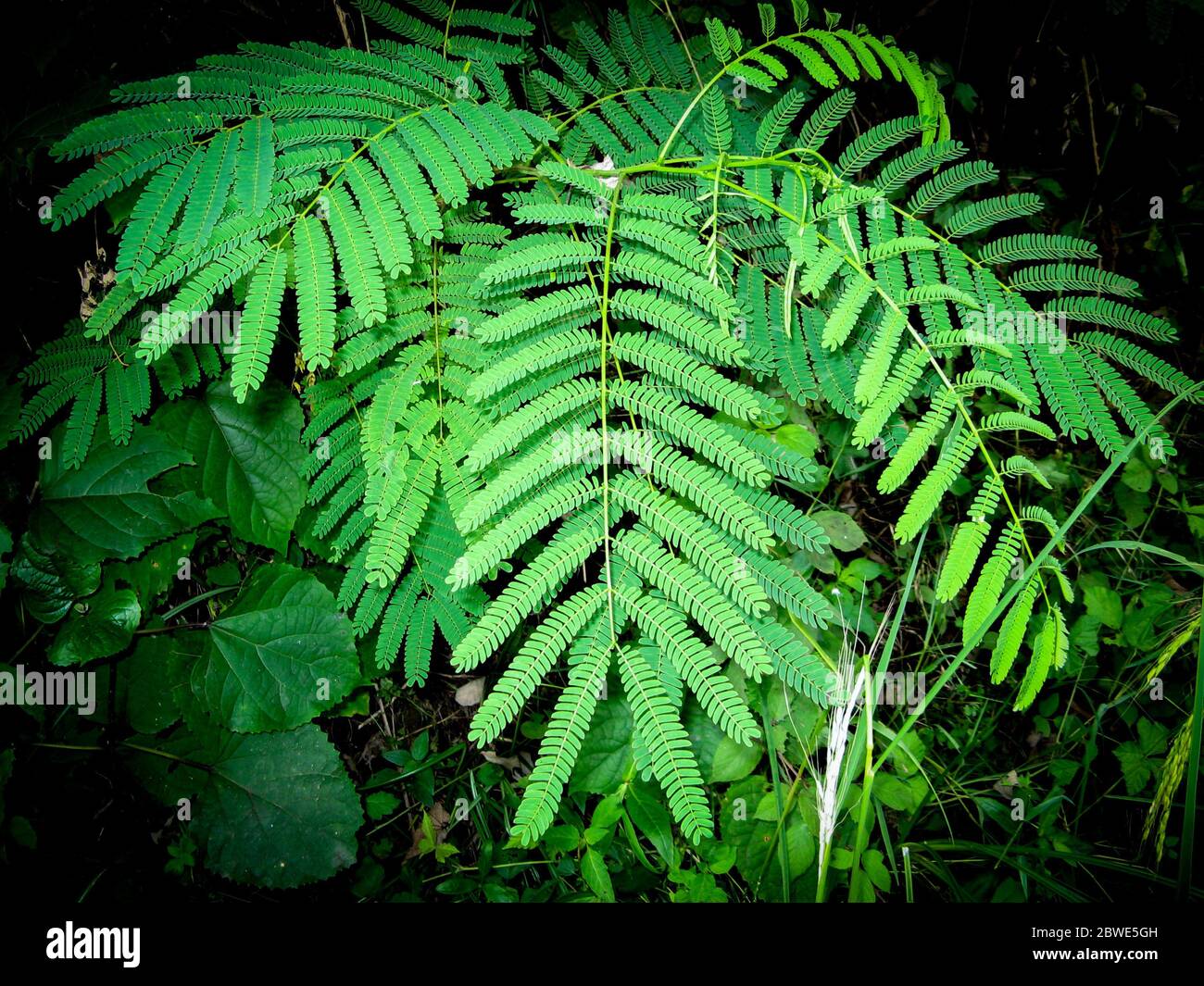 Green gleditsia leaves. Gleditsia tree branch with blue sky background ...