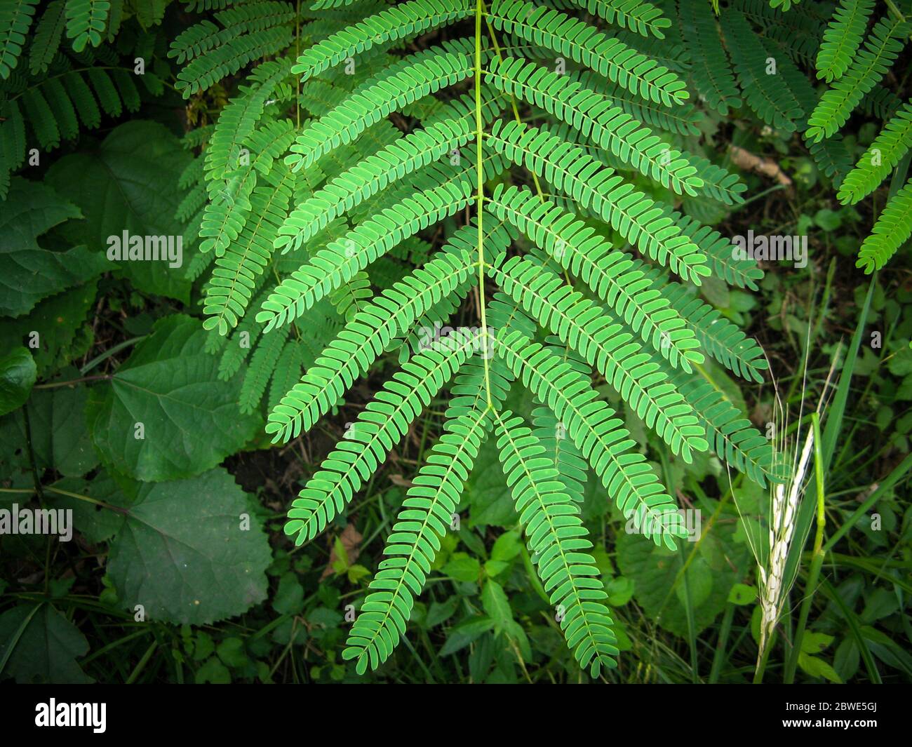 Green gleditsia leaves . Gleditsia tree branch with blue sky background ...