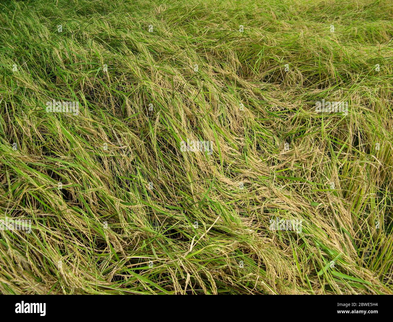 Rain down the grain hi-res stock photography and images - Alamy