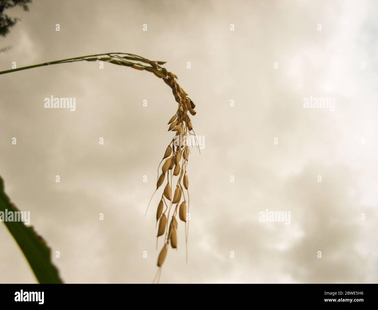 Rice grain yellow gold color field. Ripe ears of rice with blurred ...