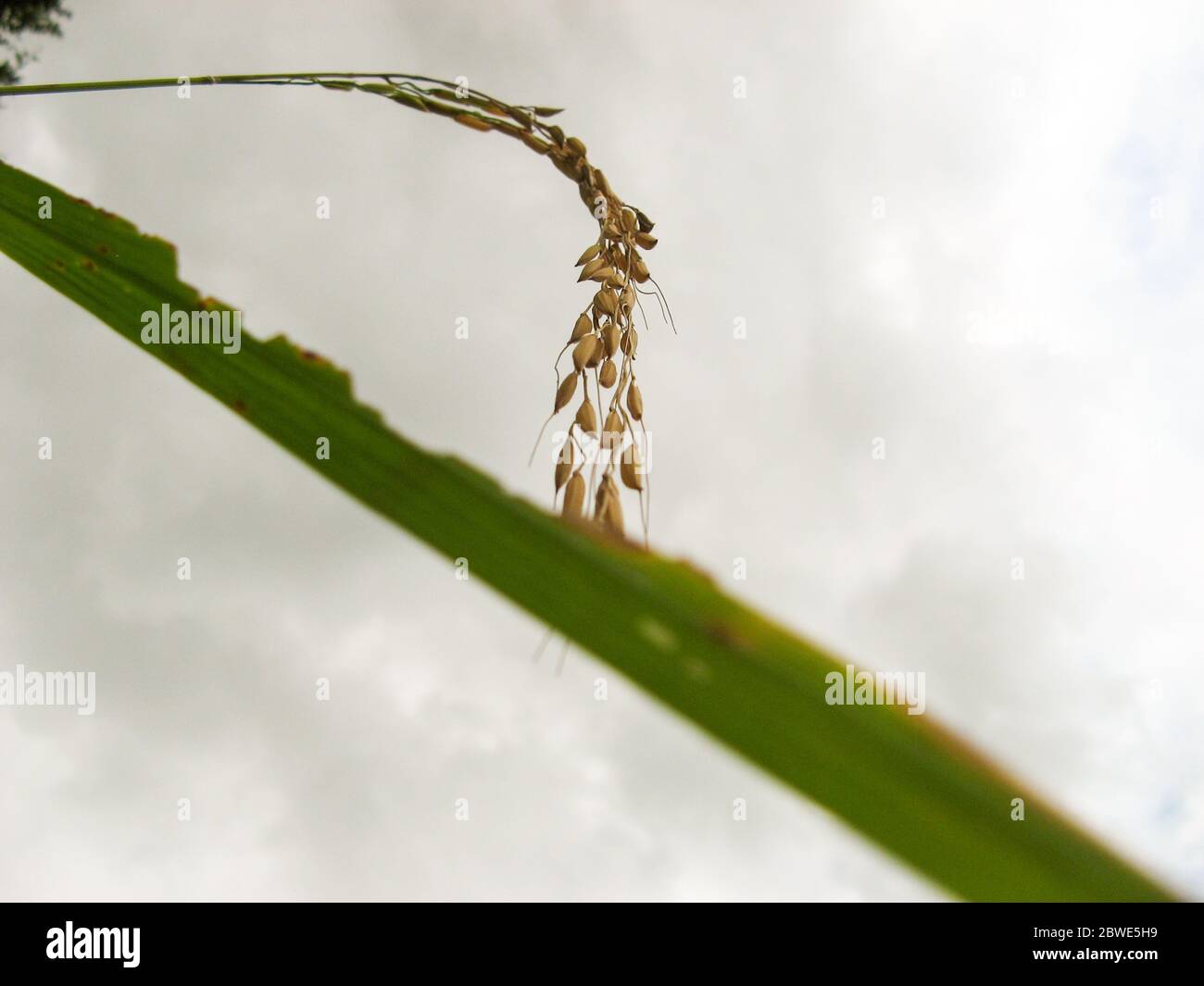 Rice grain yellow gold color field. Ripe ears of rice with blurred ...
