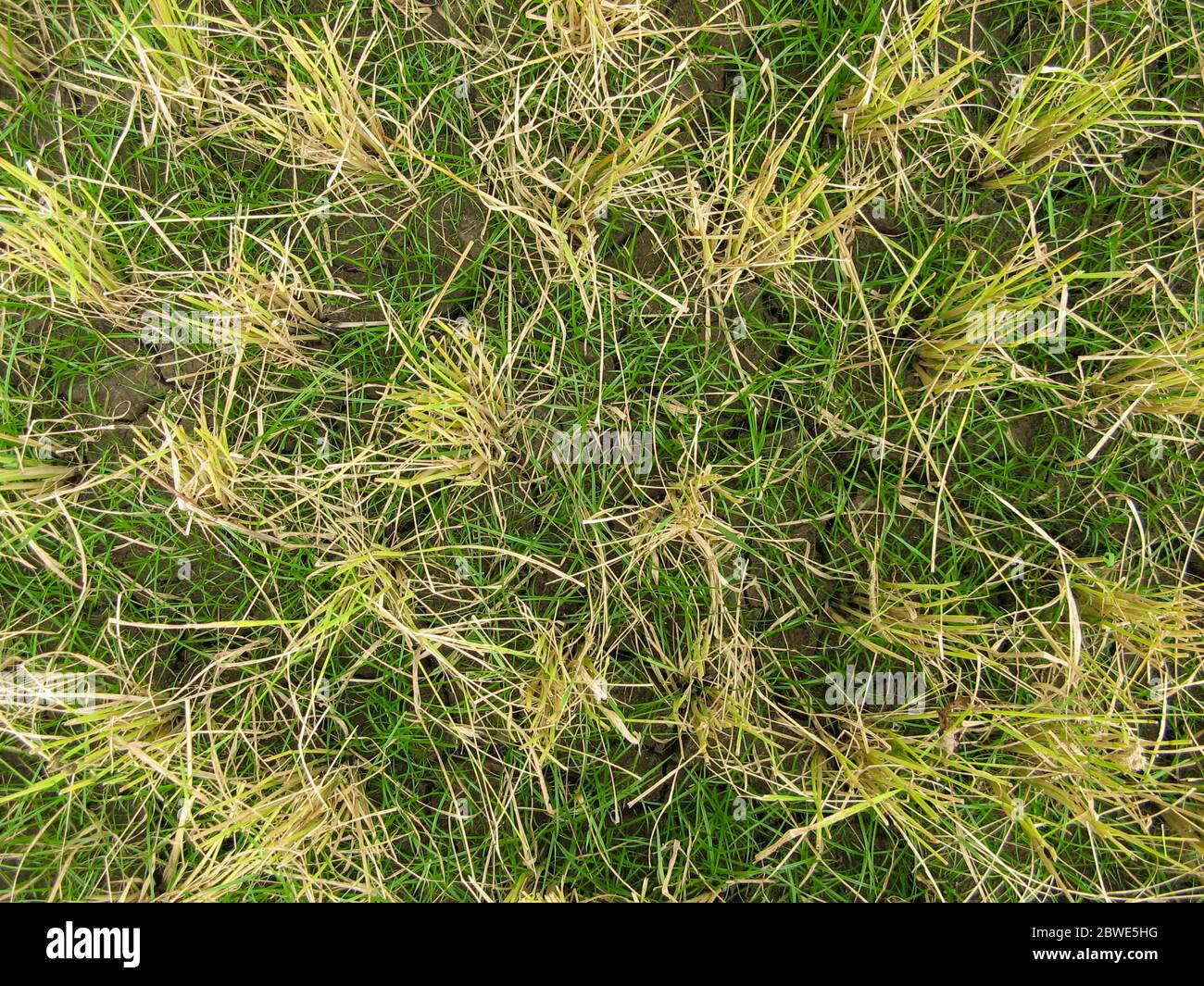 Rice straw at the paddy rice field just after harvesting. Rice farm on ...