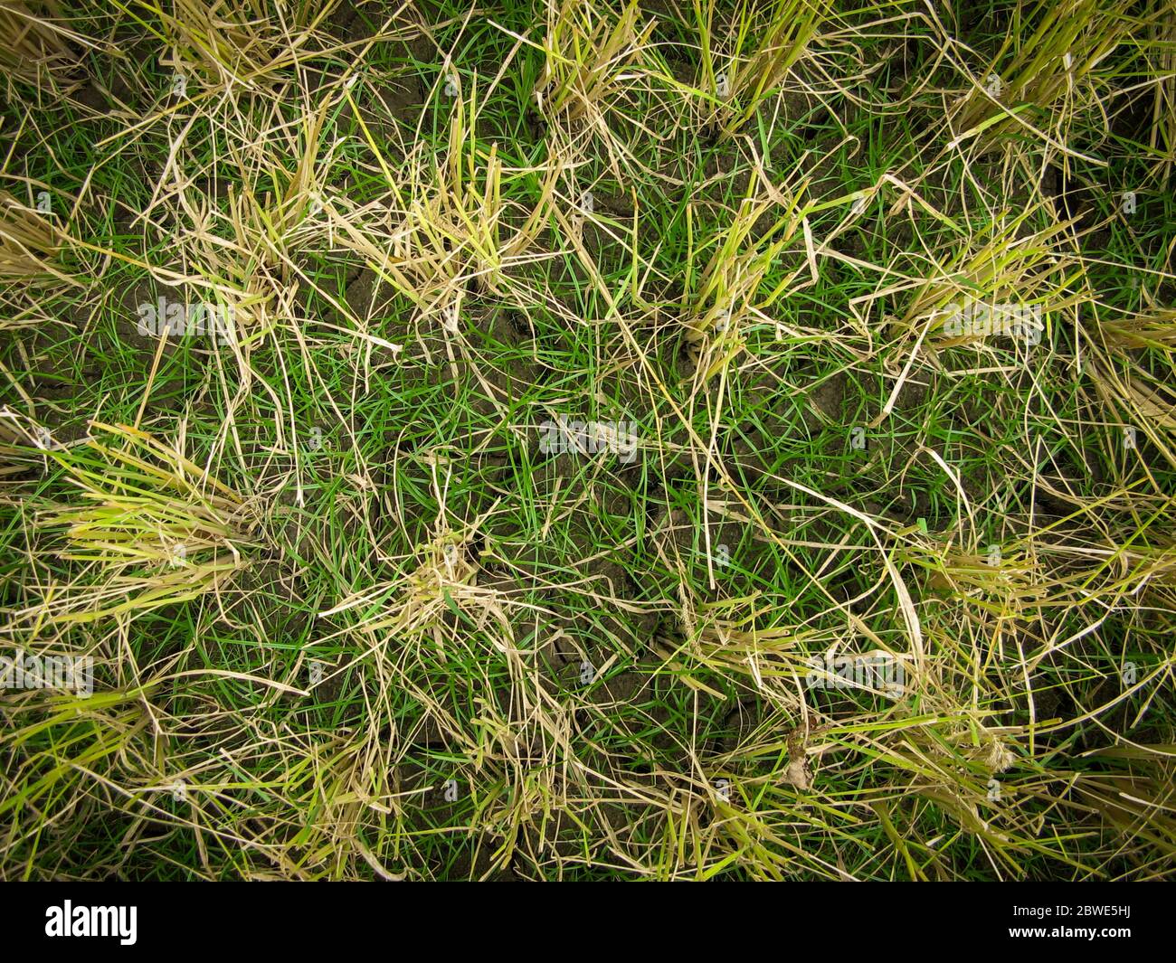 Rice straw at the paddy rice field just after harvesting. Rice farm at ...