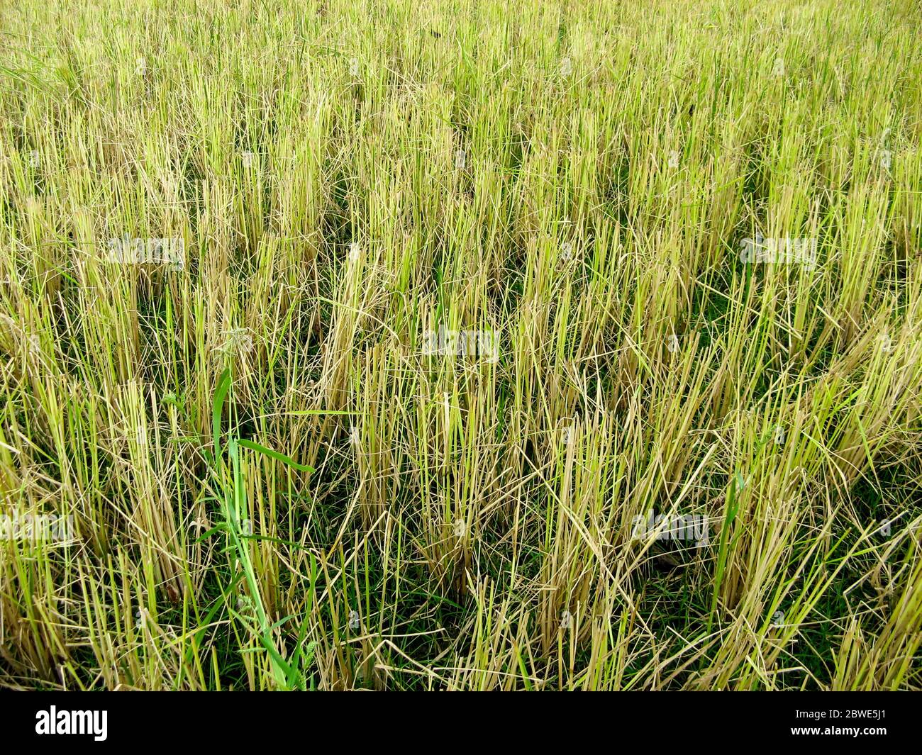 Rice straw at the paddy rice field just after harvesting. Rice farm on ...