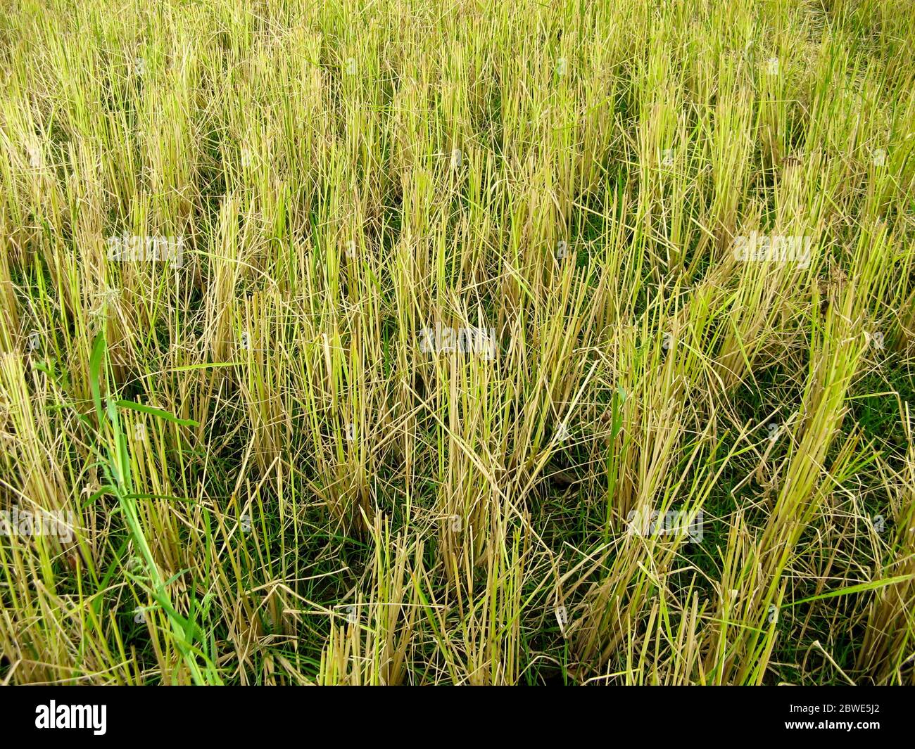 Rice straw at the paddy rice field just after harvesting. Rice farm on ...