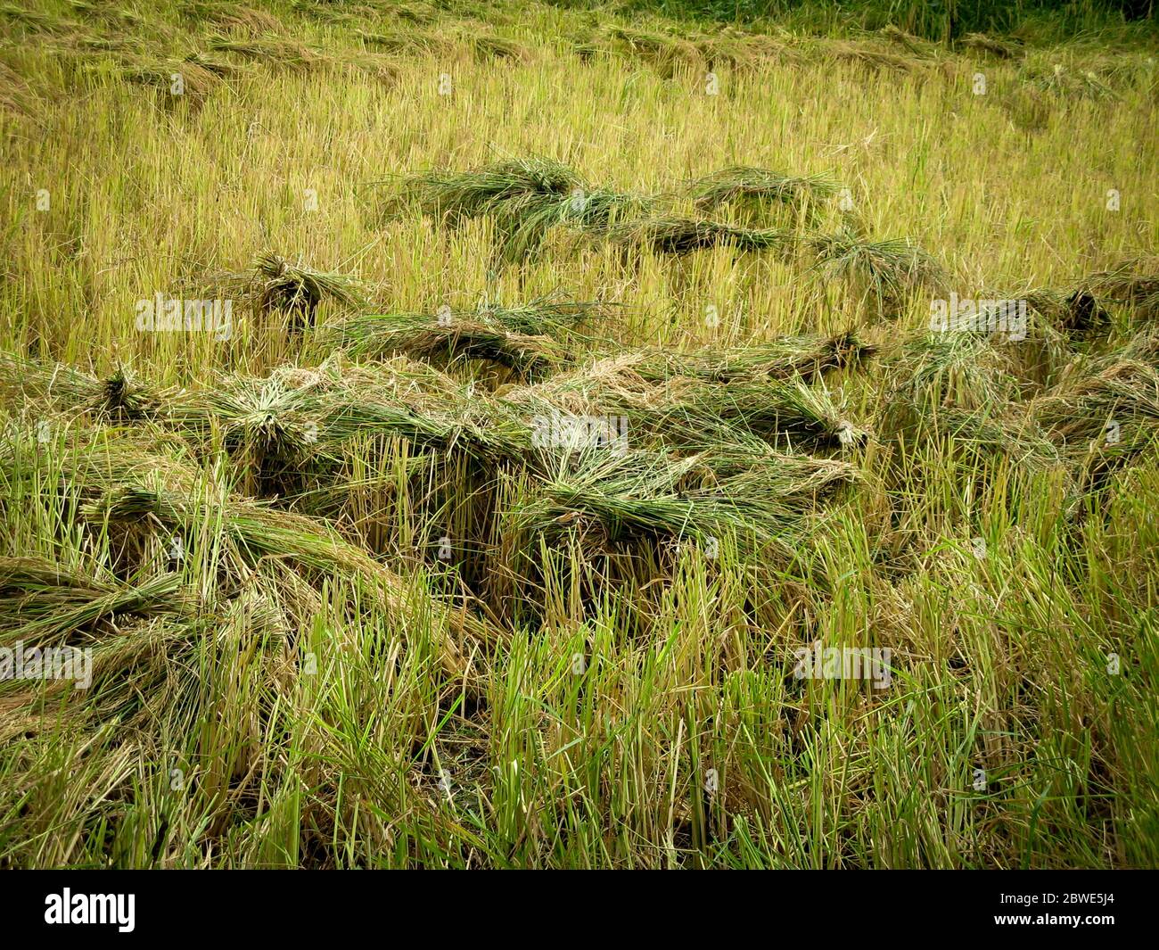 Harvesting rice crop in iran. Drying rice crop on rice field after ...