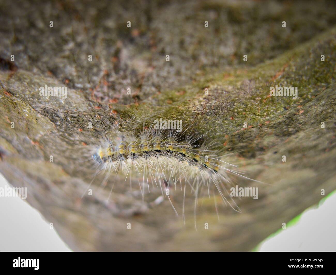 Macro shot face fluffy worm. Pest plants with hairs on a green leaf ...