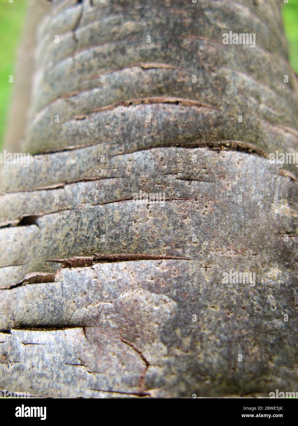 Background texture of tree bark. Natural tree bark background. Close up ...