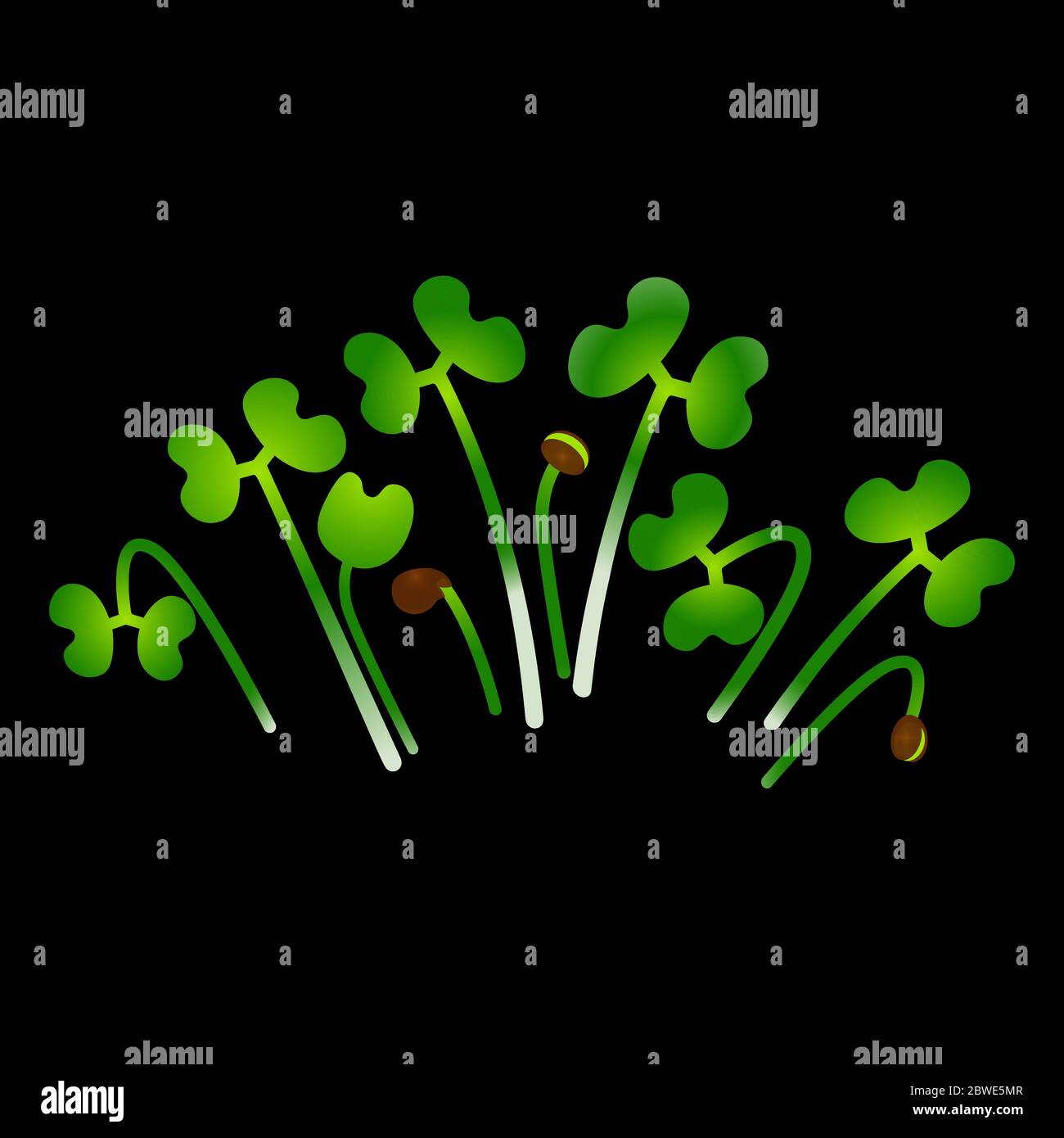 Microgreens Tatsoi. Bunch of plants. Vitamin supplement, vegan food ...