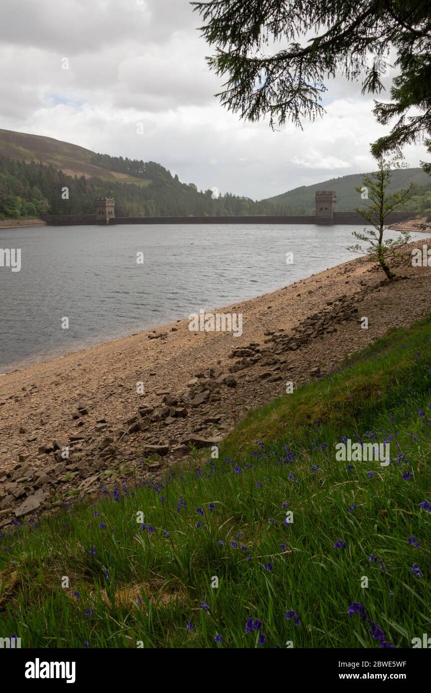 Derwent dam over Derwent reservoir with bluebells in the foreground, in ...