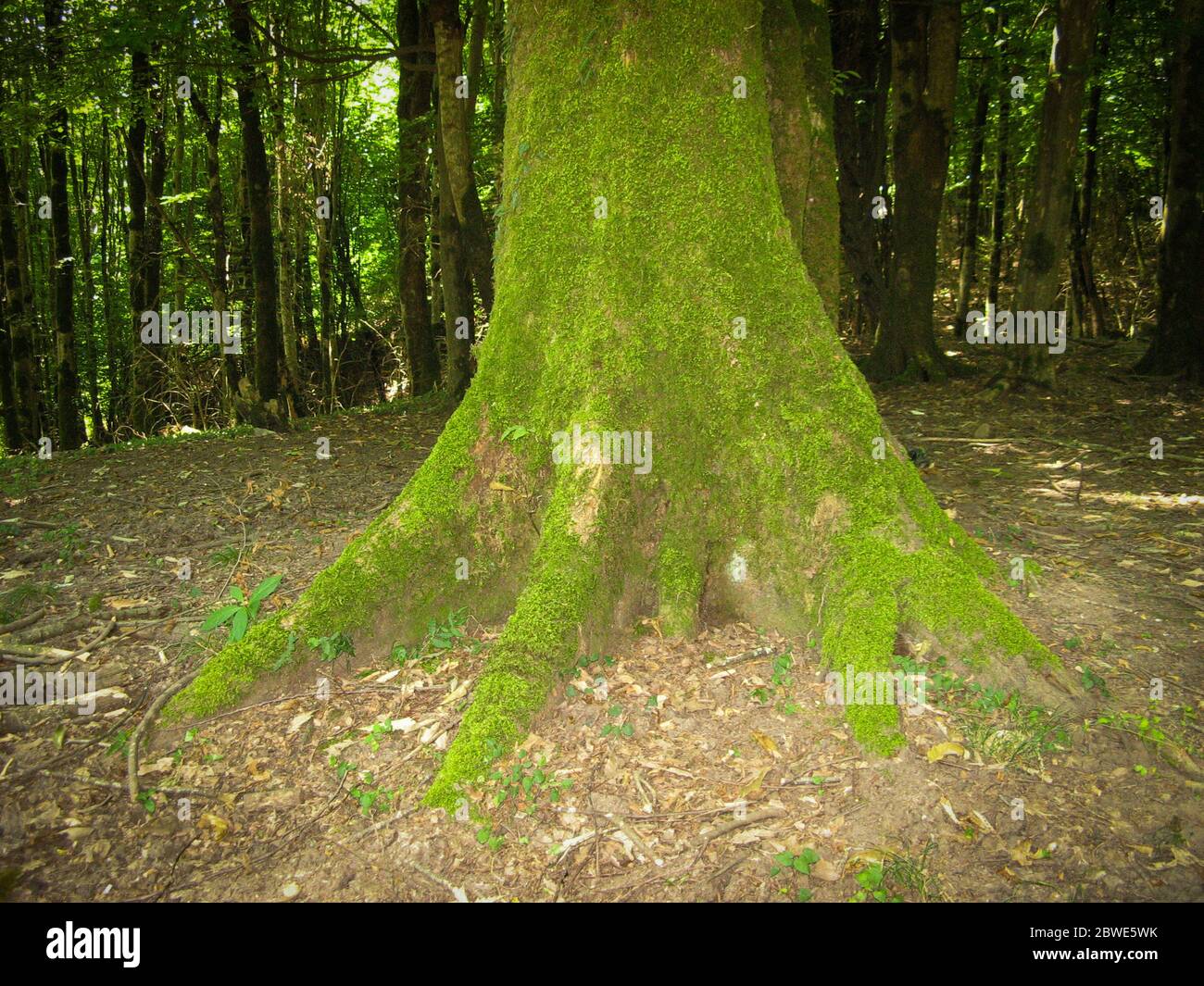 Tree trunk covered with green moss with green tree background in summer ...