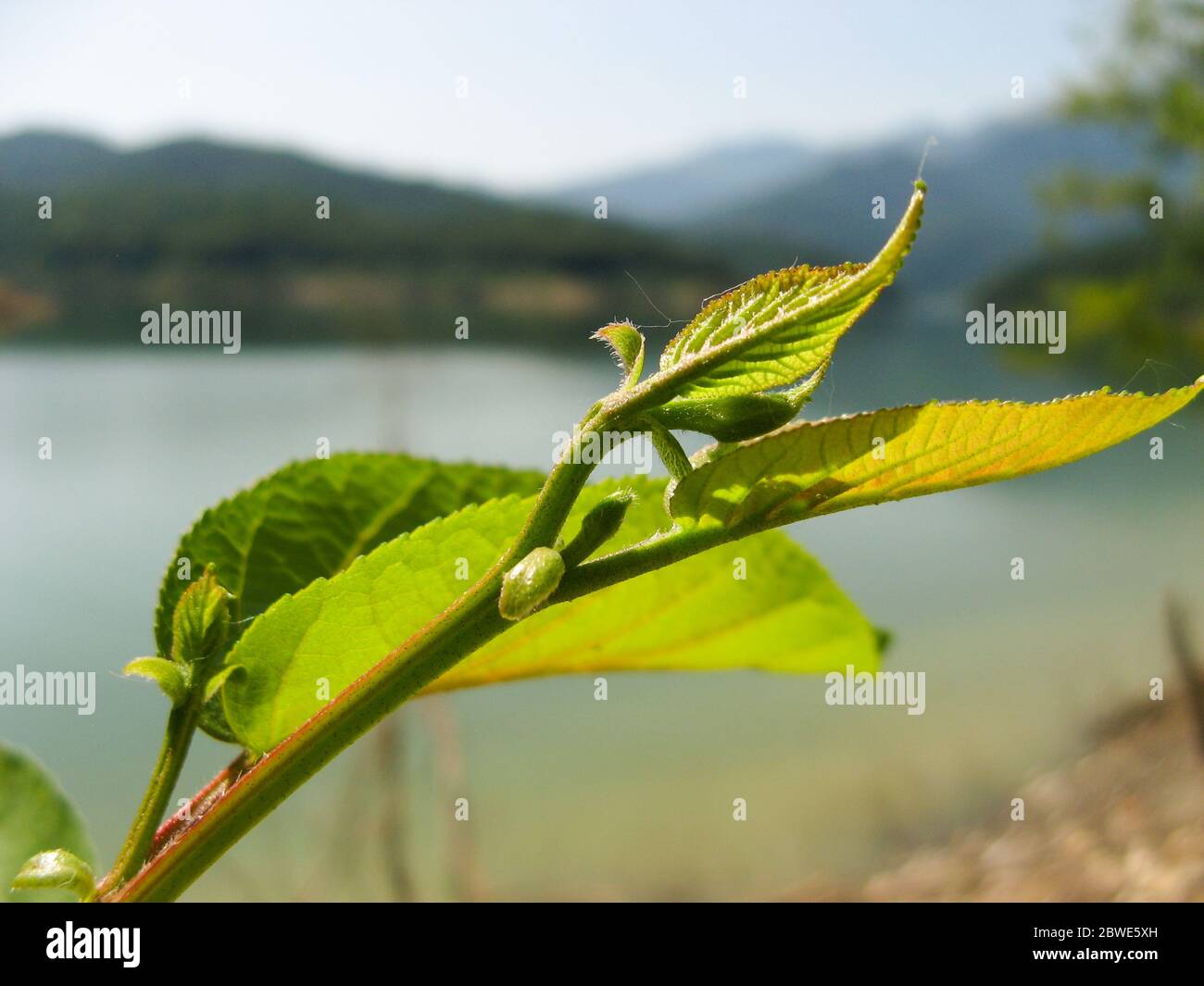 Plant leaf bud with blurred background in spring. Close up of abstract ...