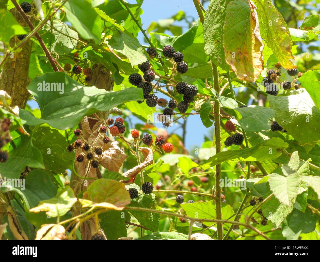 Wild organic blackberries blackberry branch. Ripe and unripe ...