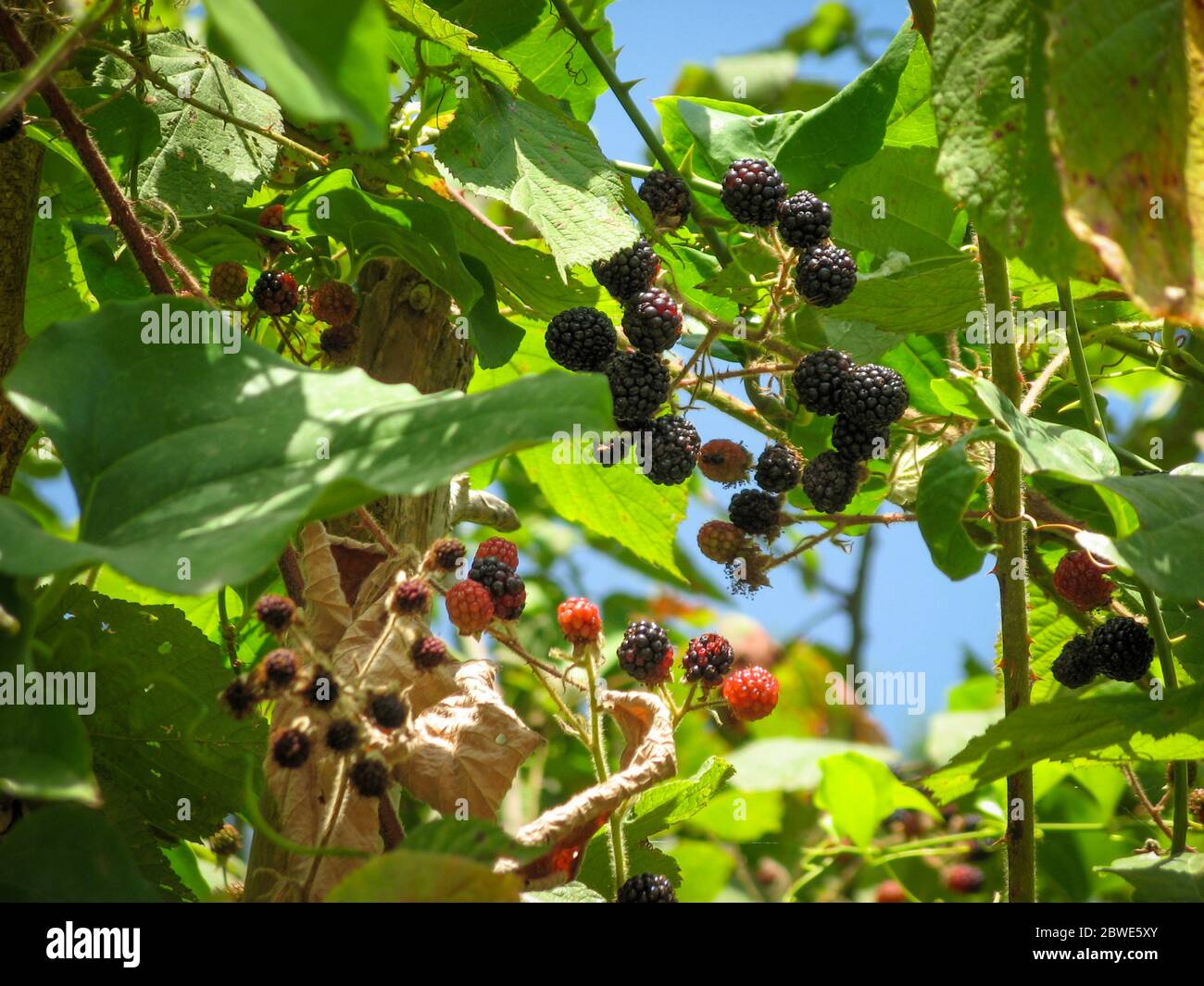 Wild organic blackberries blackberry branch. Ripe and unripe ...