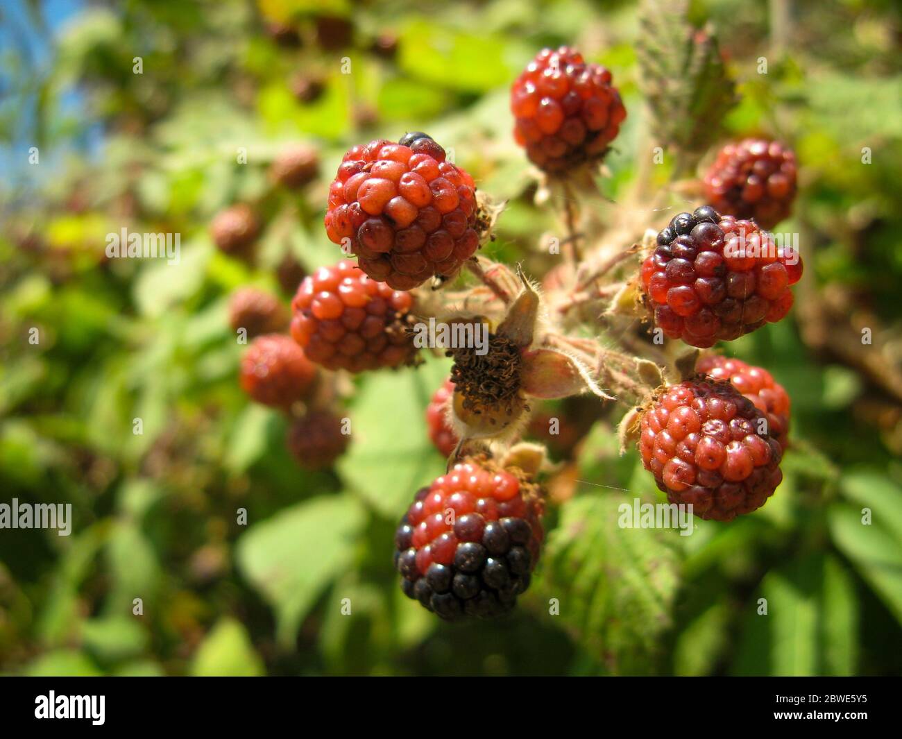 Wild organic blackberries blackberry branch. Ripe and unripe ...
