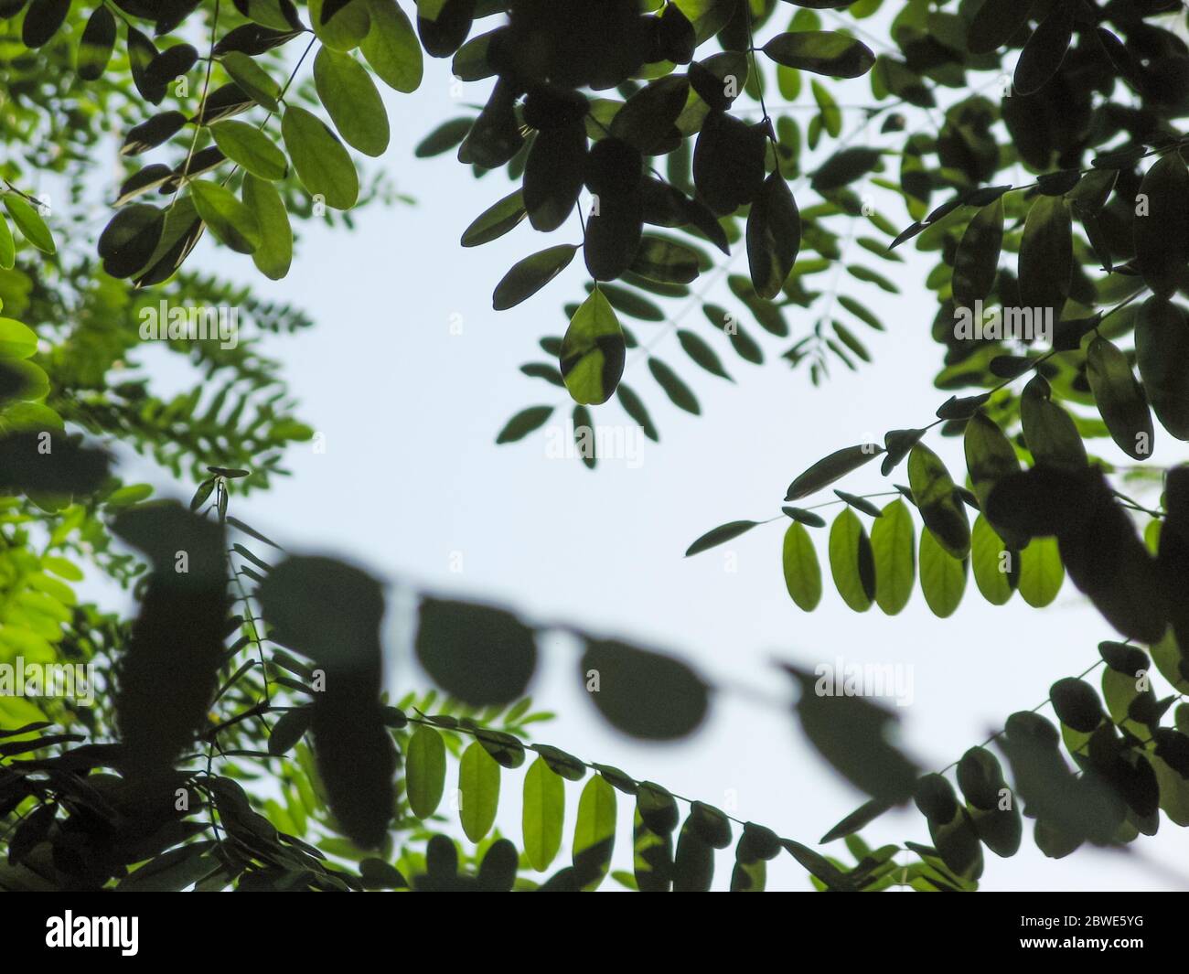 Green gleditsia leaves blue sky. Gleditsia tree branch with blue sky ...