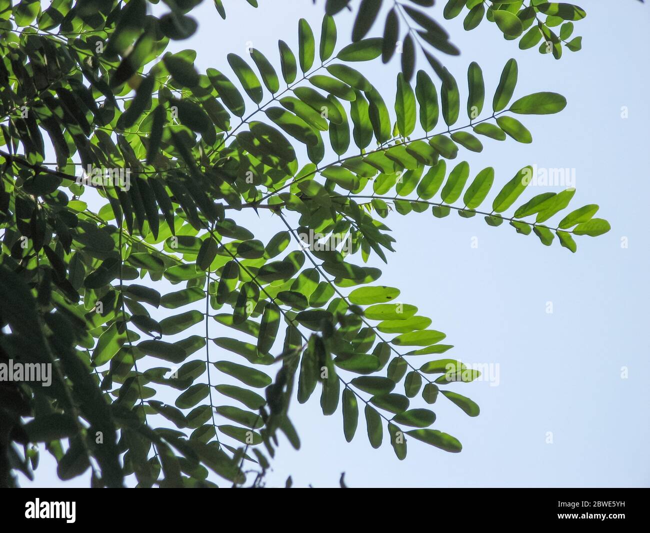 Green gleditsia leaves blue sky. Gleditsia tree branch with blue sky ...