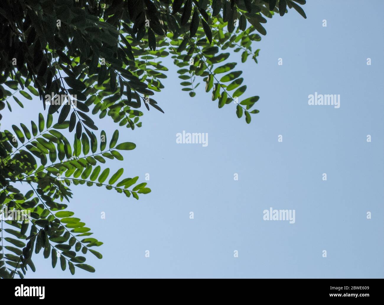 Green gleditsia leaves blue sky. Gleditsia tree branch with blue sky ...