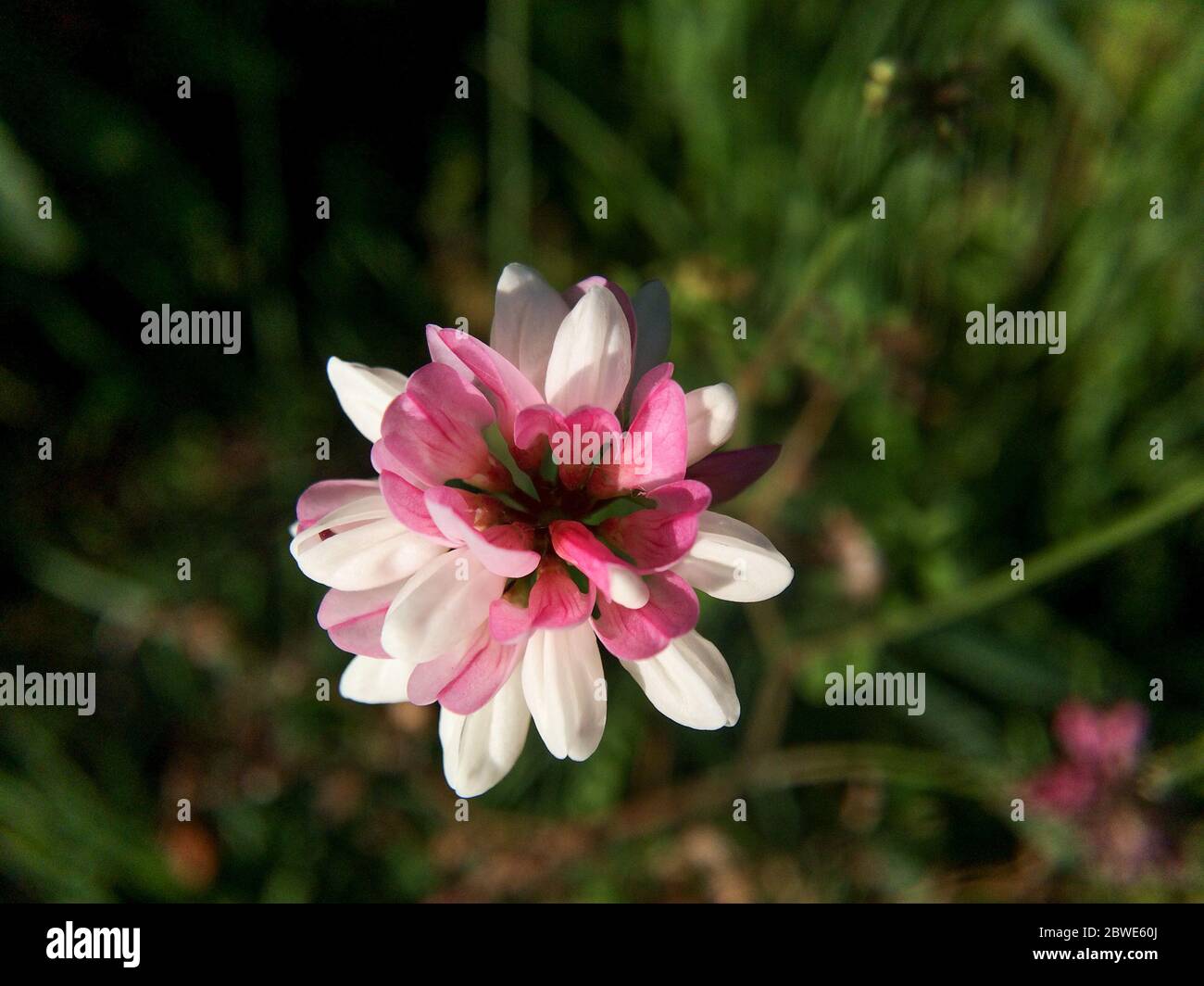 Top view of wild flower clover in the field with blurred background ...