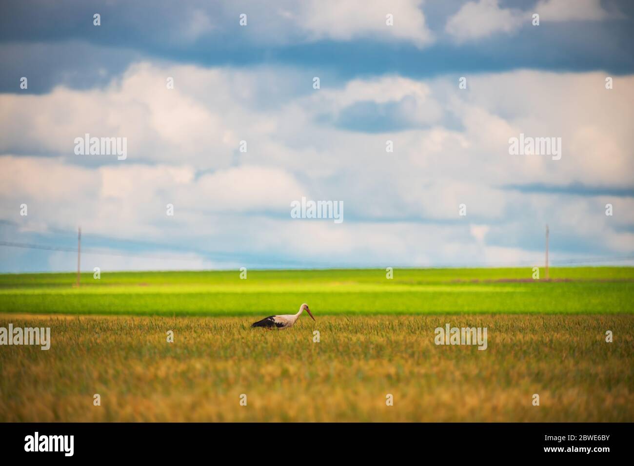 Stork in the spring field and clouds Stock Photo - Alamy