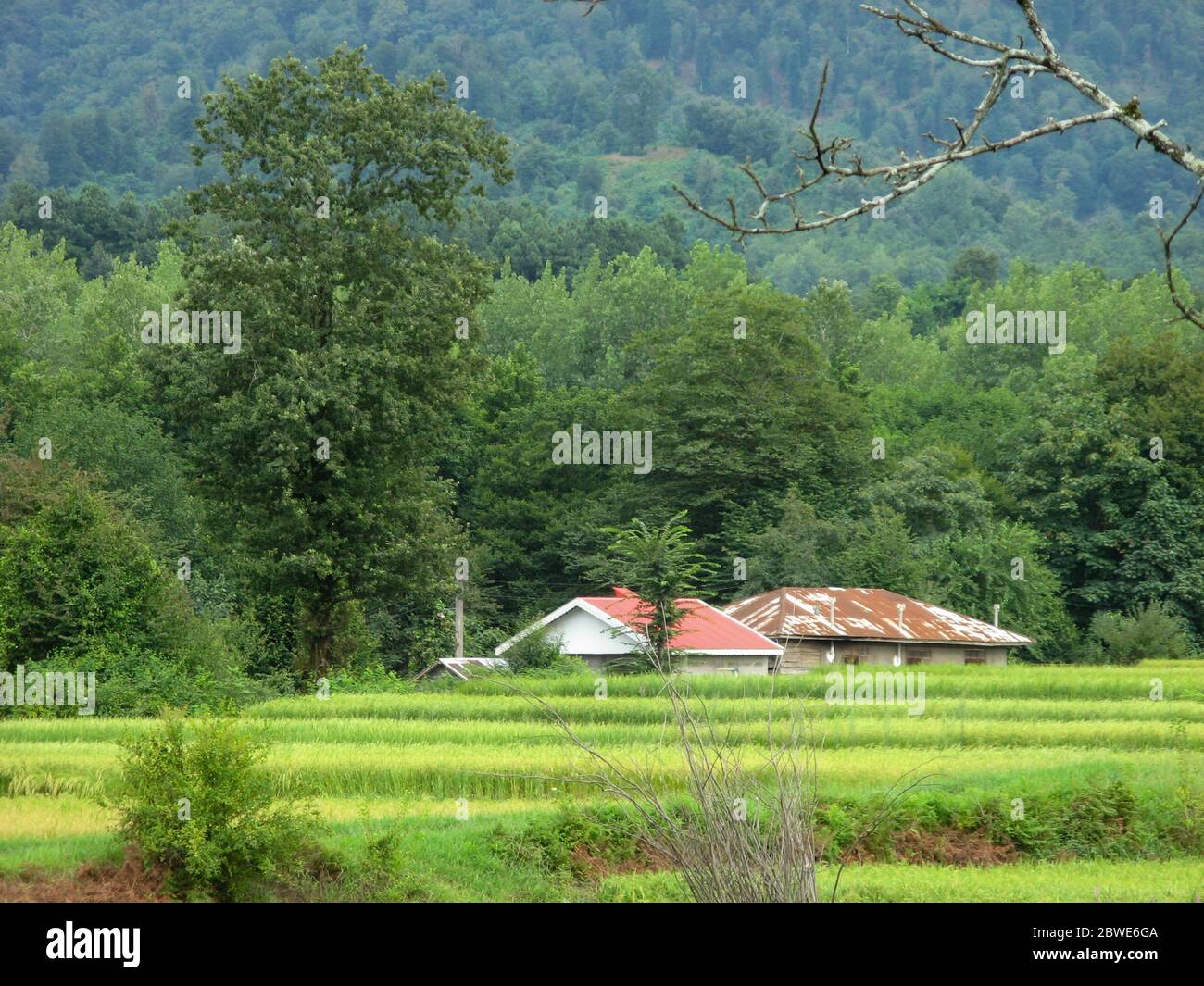 Beautiful landscape of the green rice field with green forest ...