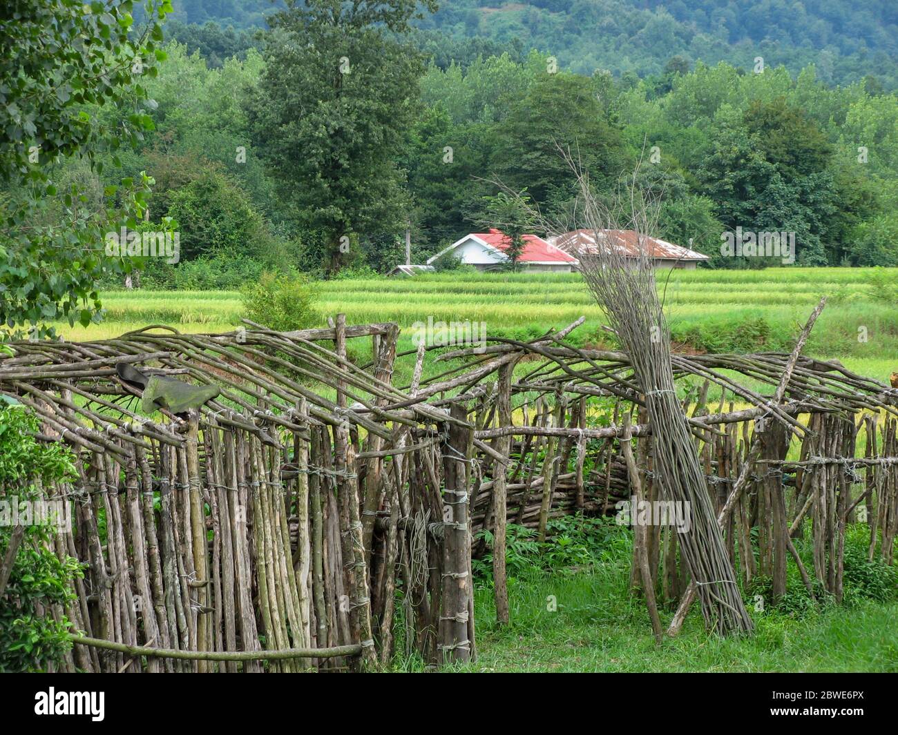 Farm With green forest background in iran. Beautiful landscape of farm ...