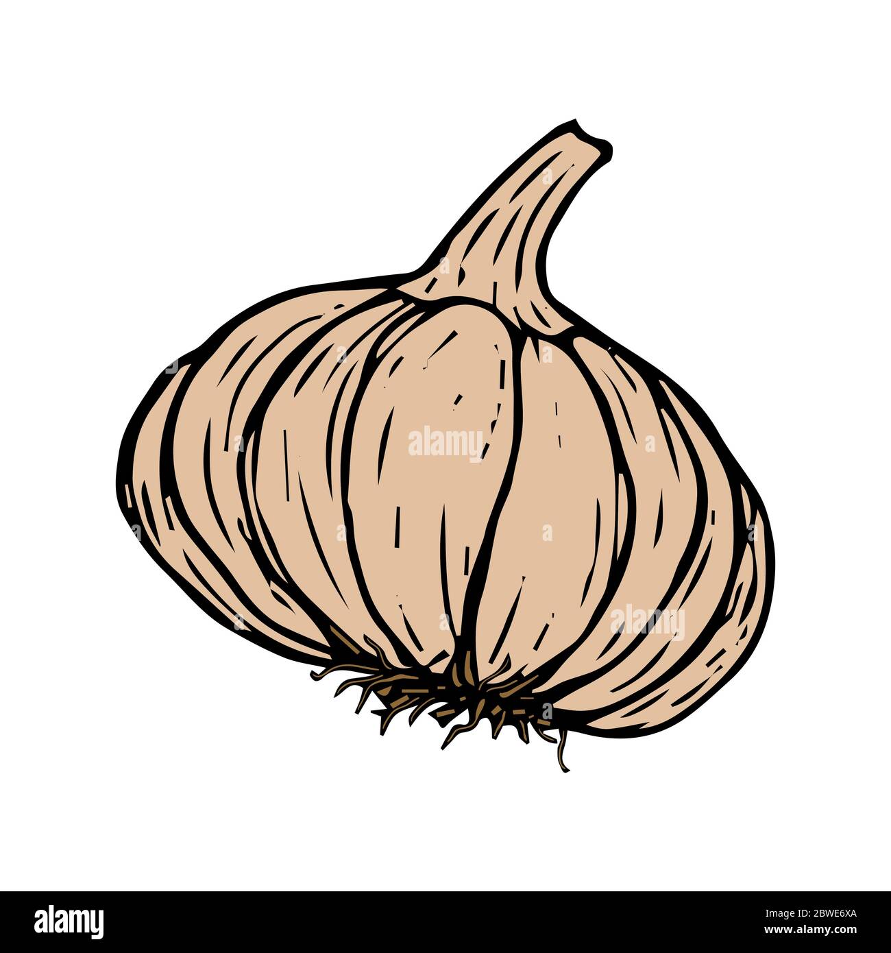 Garlic in color sketch black line isolated on white background vector ...