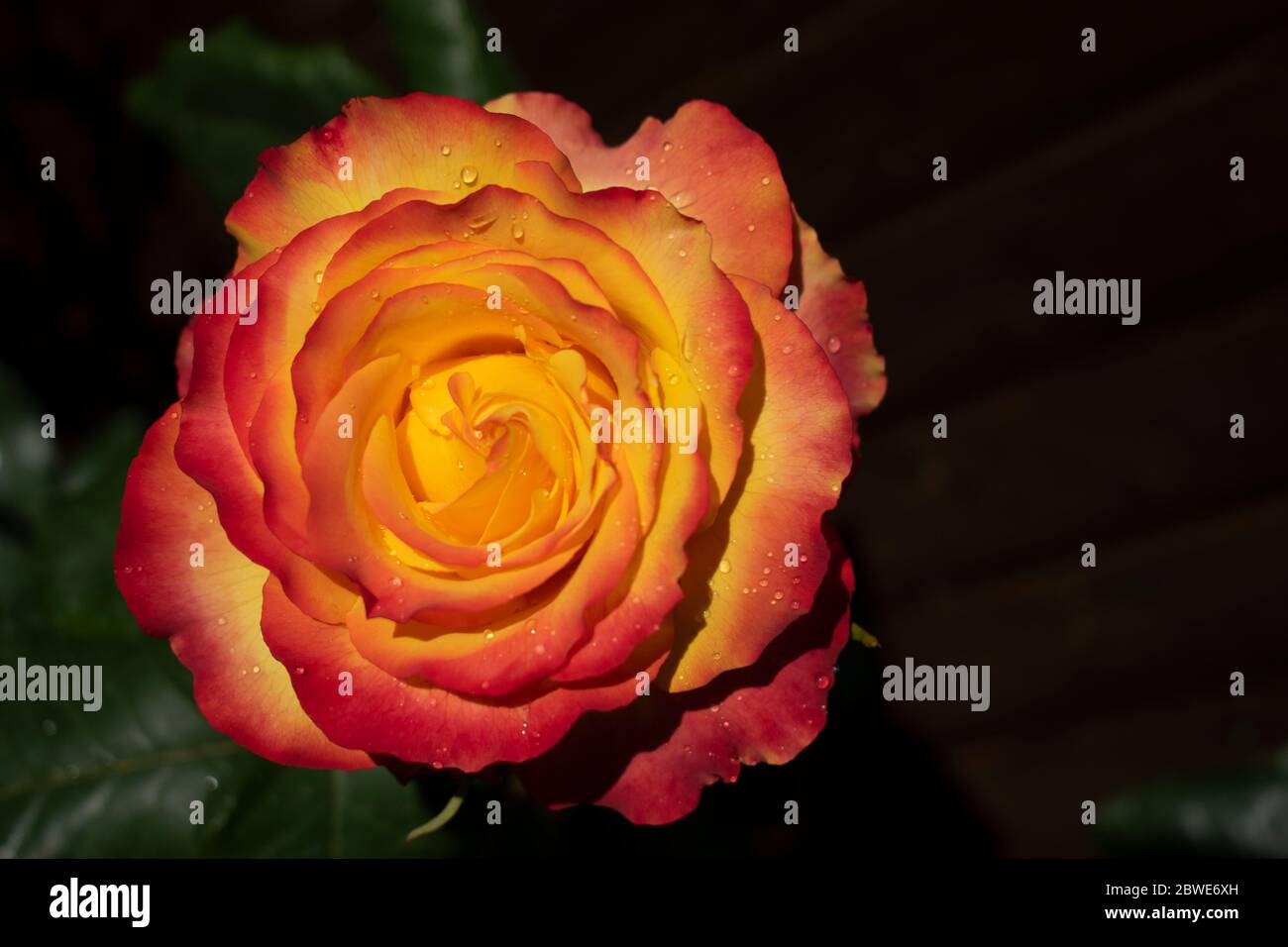Scarlet hybrid tea flower hi-res stock photography and images - Alamy
