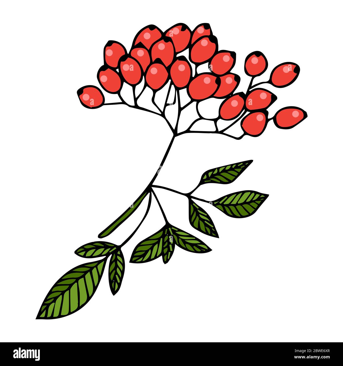 Berries red sketch black line isolated on white background vector ...